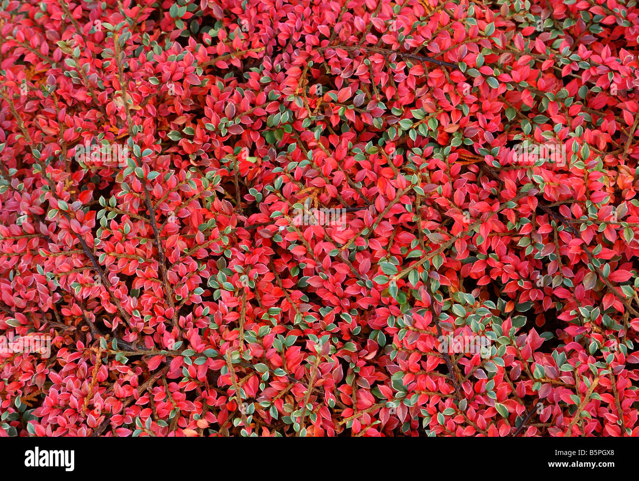 Cotoneaster leaves turning red in autumn Stock Photo - Alamy