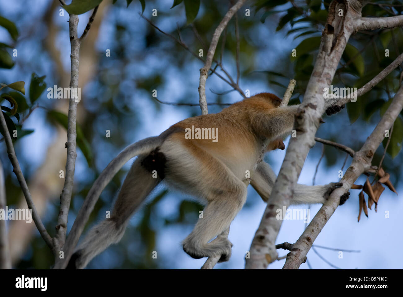 Monkey running hi-res stock photography and images - Alamy