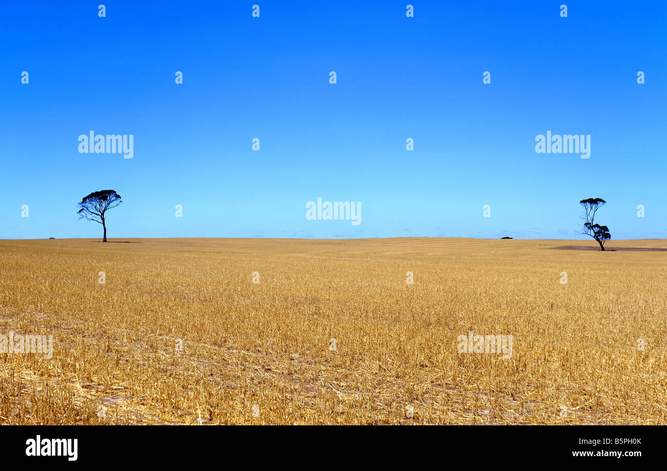 Eucalyptus Salmon Gum Tree (Eucalyptus salmonophloia) on farmland ...