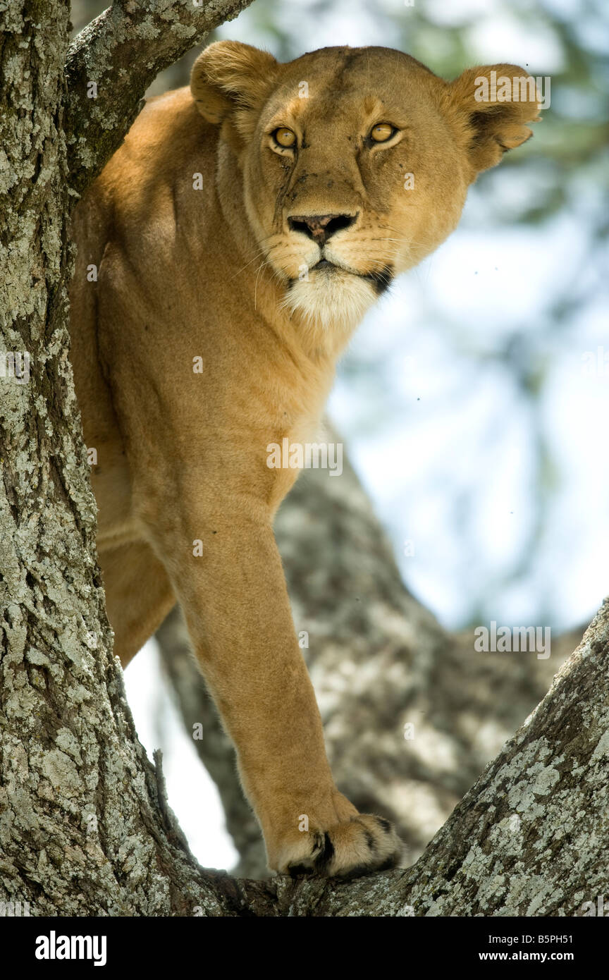 Lioness in a tree Stock Photo - Alamy