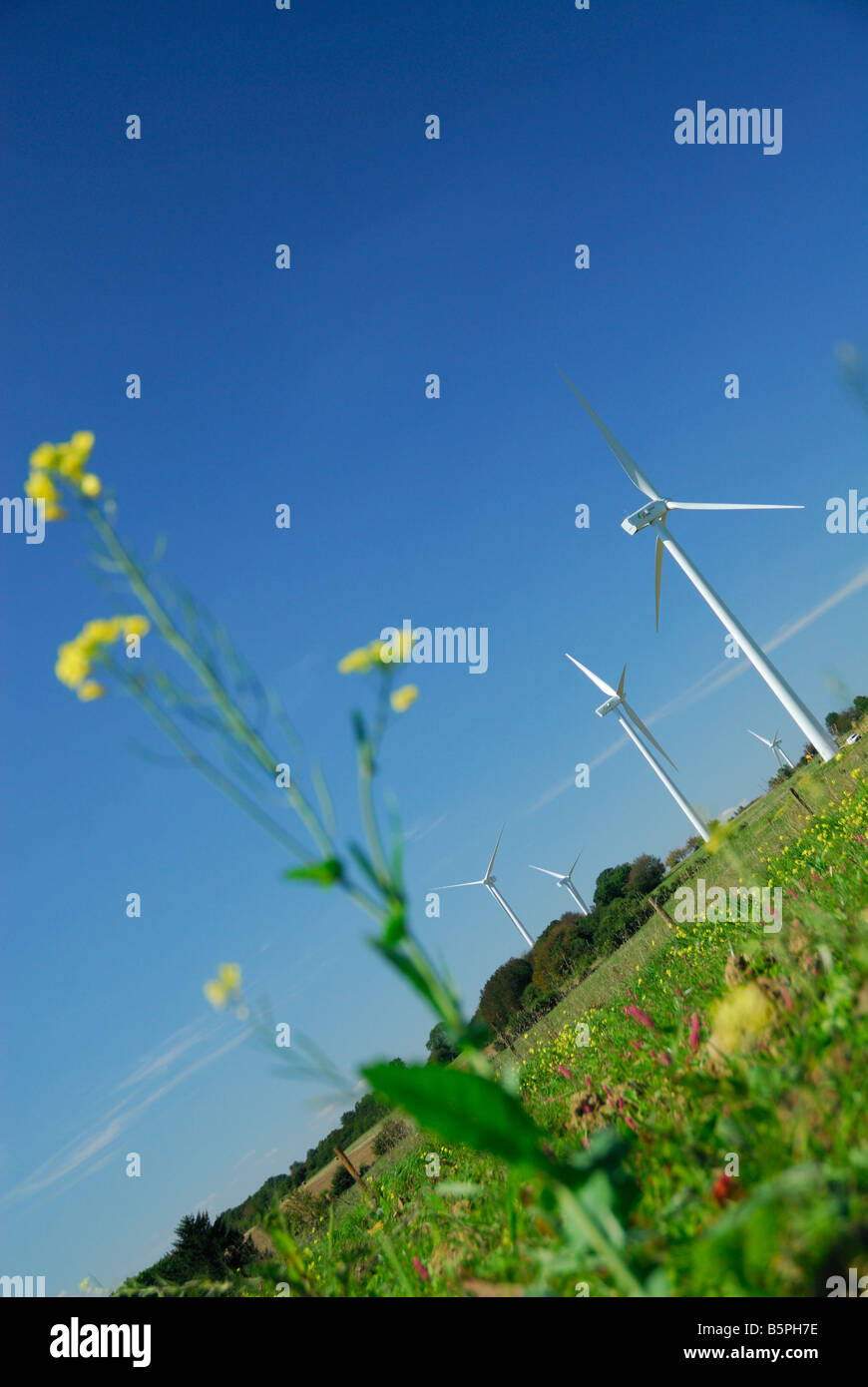 five windturbines of wind farm on blue sky and with yellow wild flowers ...