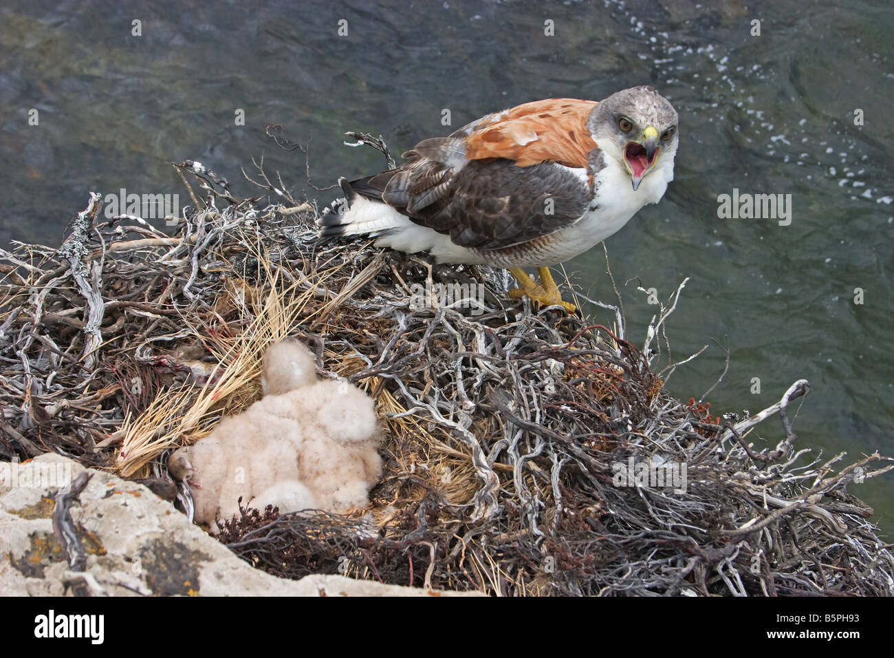 Red-backed Buzzard on nest Stock Photo - Alamy