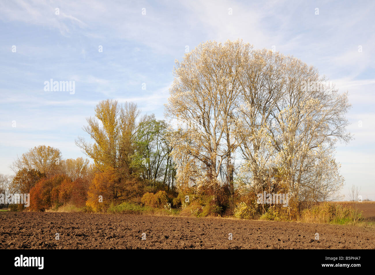 Populus alba hi-res stock photography and images - Alamy