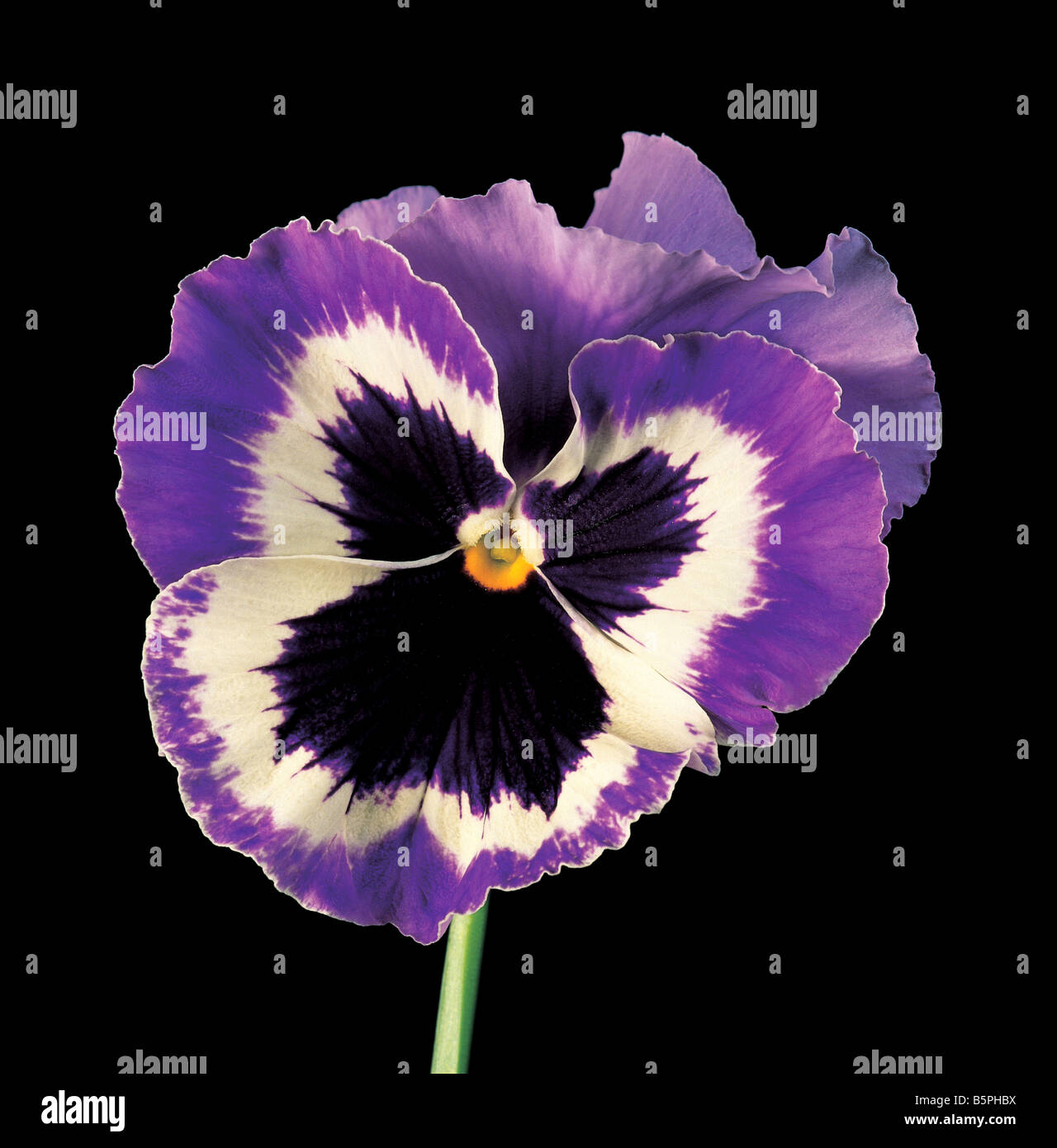 A colorful studio portrait of a Viola Stock Photo - Alamy
