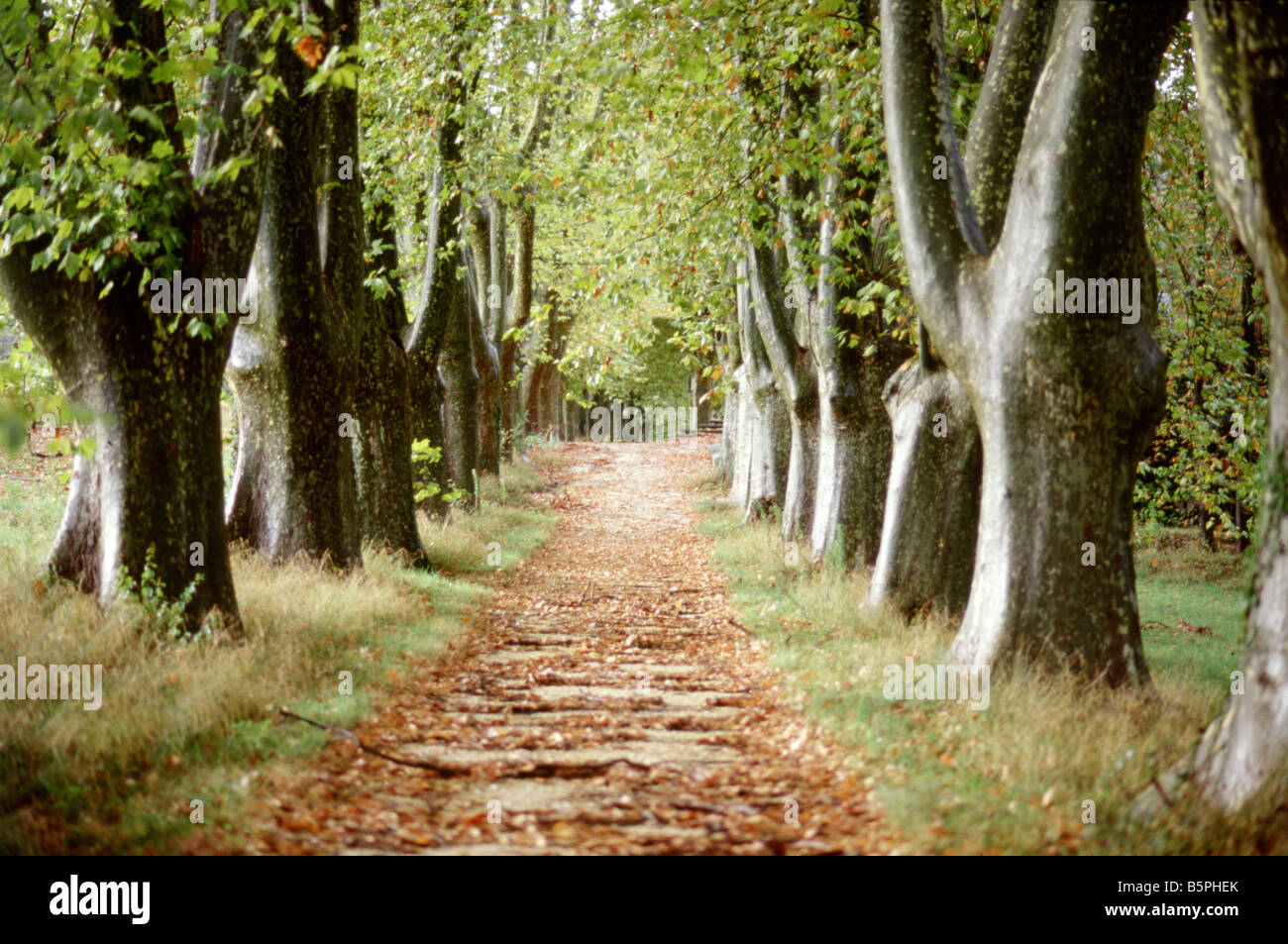 Lined leaves hi-res stock photography and images - Alamy