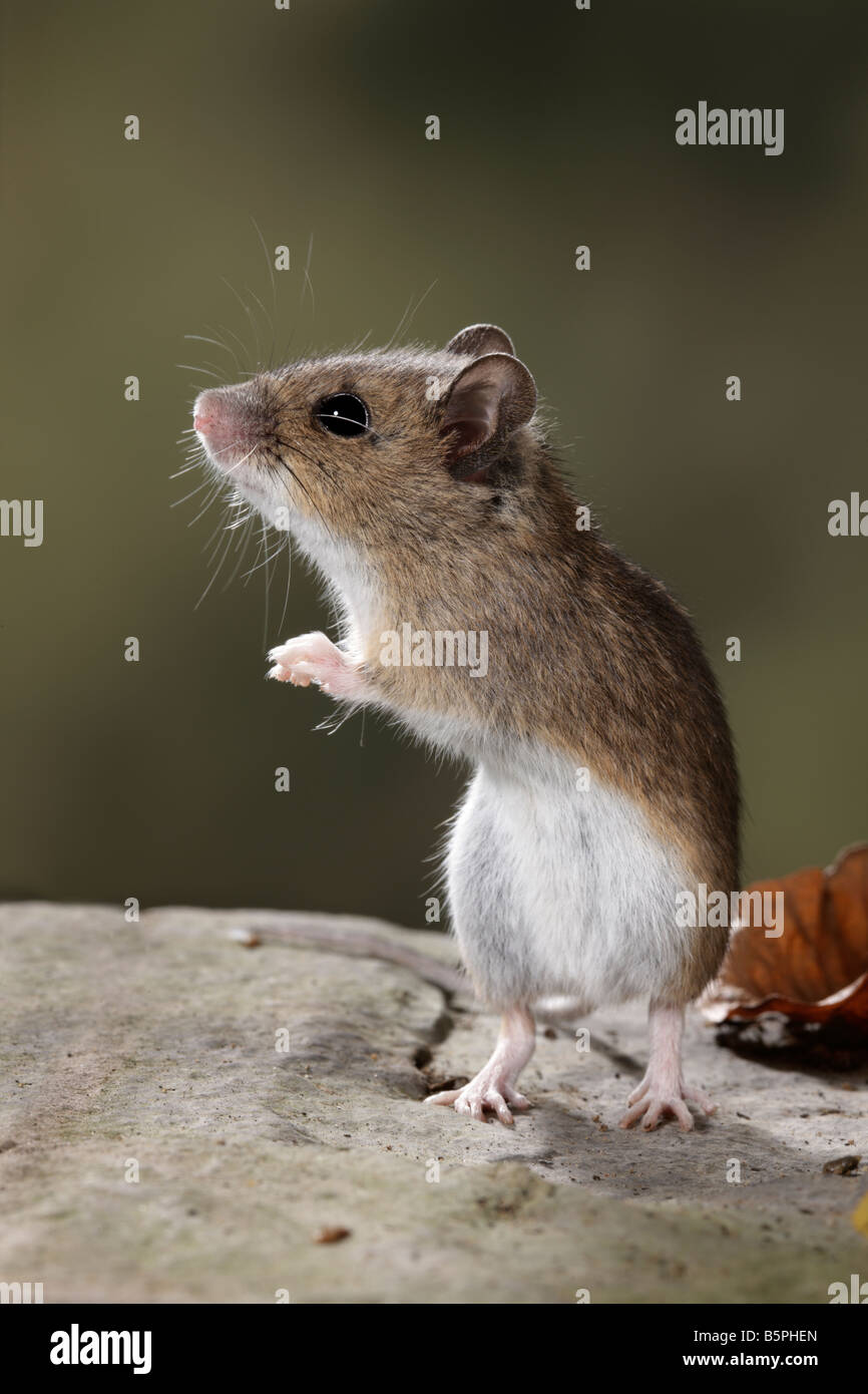 Mouse legs hi-res stock photography and images - Alamy
