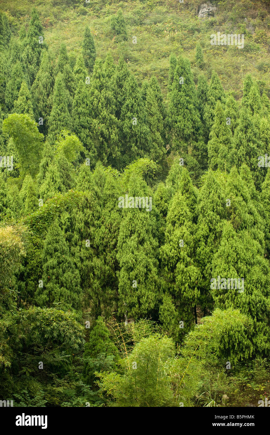 Green deciduous Chinese woodland scenery woods trees Stock Photo - Alamy