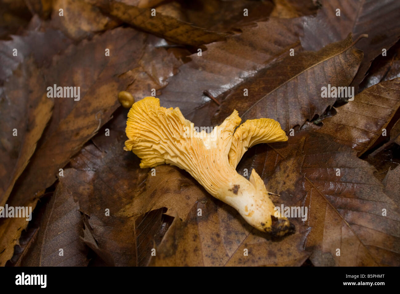 wild mushroom in woodland, girolle chanterelle autumn leaves ...