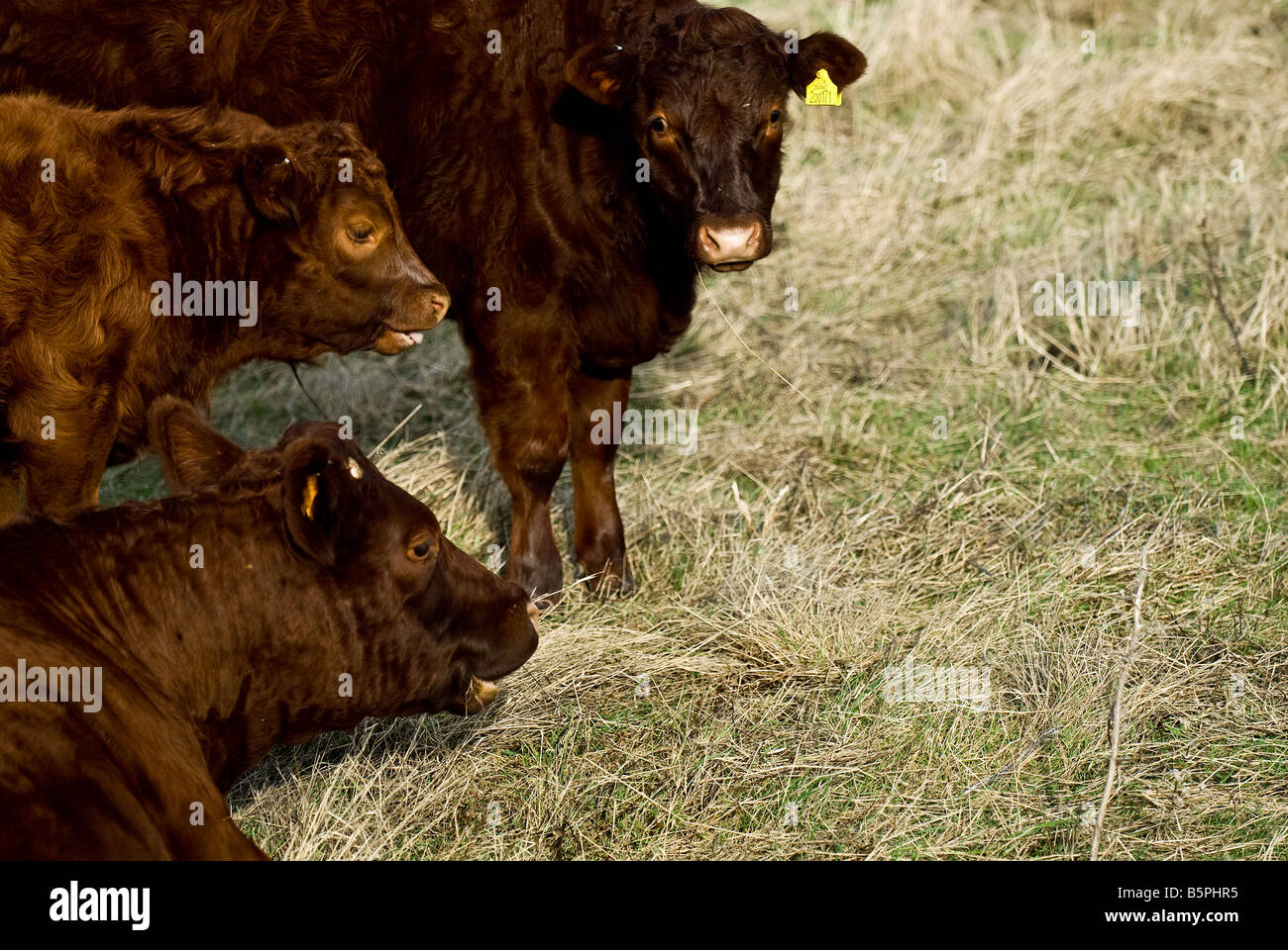 Cattle grazing in a field Stock Photo - Alamy