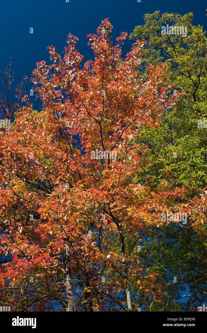 TREE IN ORANGE AUTUMN COLOURS Stock Photo - Alamy