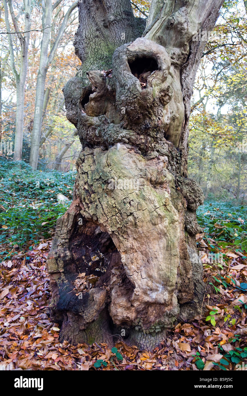 Crooked Tree Trunk Stock Photos & Crooked Tree Trunk Stock Images - Alamy