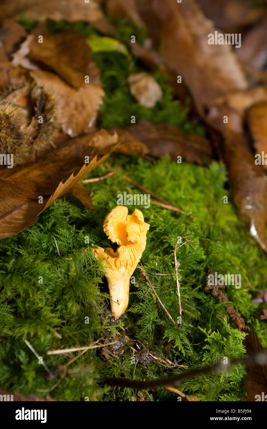 wild mushroom Chanterelle, girolles on moss in woodland, autumn leaves ...