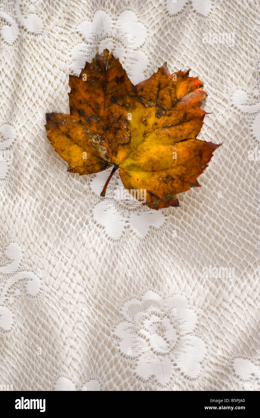Multicolored autumn leaf on a lace covered table top Stock Photo - Alamy