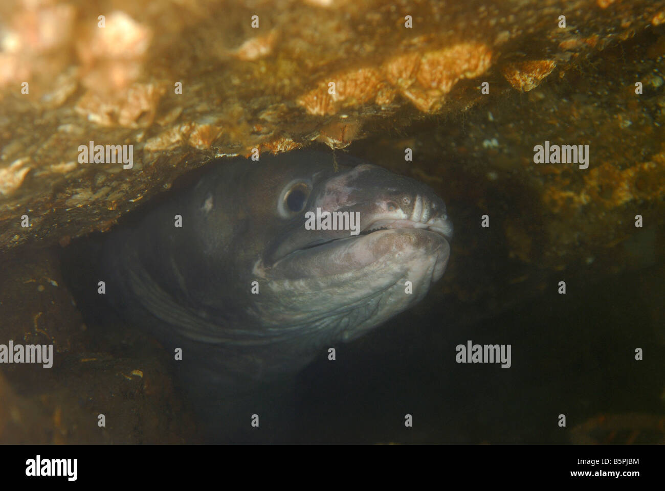 Conger eel hi-res stock photography and images - Alamy