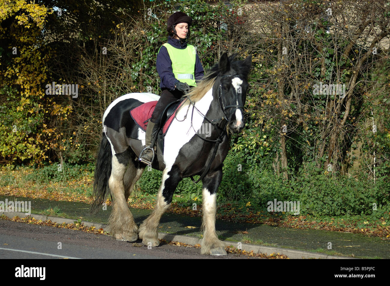 Piebald horse hi-res stock photography and images - Alamy