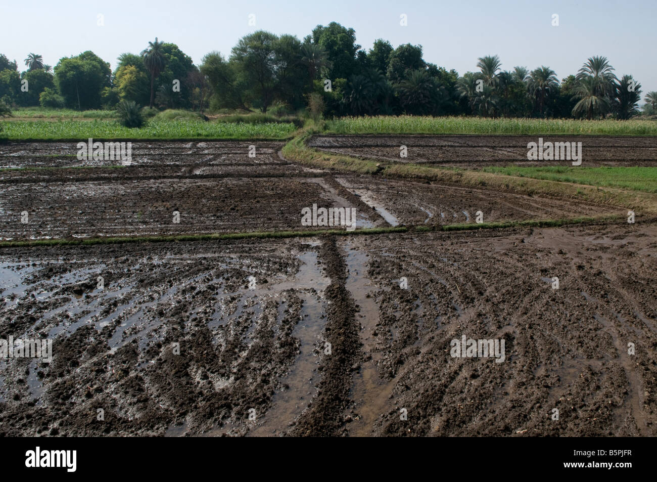 Egyptian field irrigation hi-res stock photography and images - Alamy