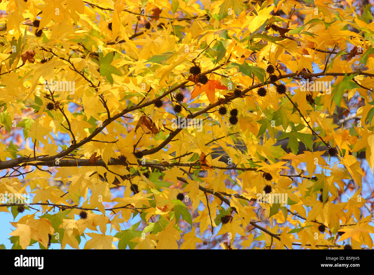 Sweet gum tree leaves turning yellow in autumn Liquidambar styraciflua ...