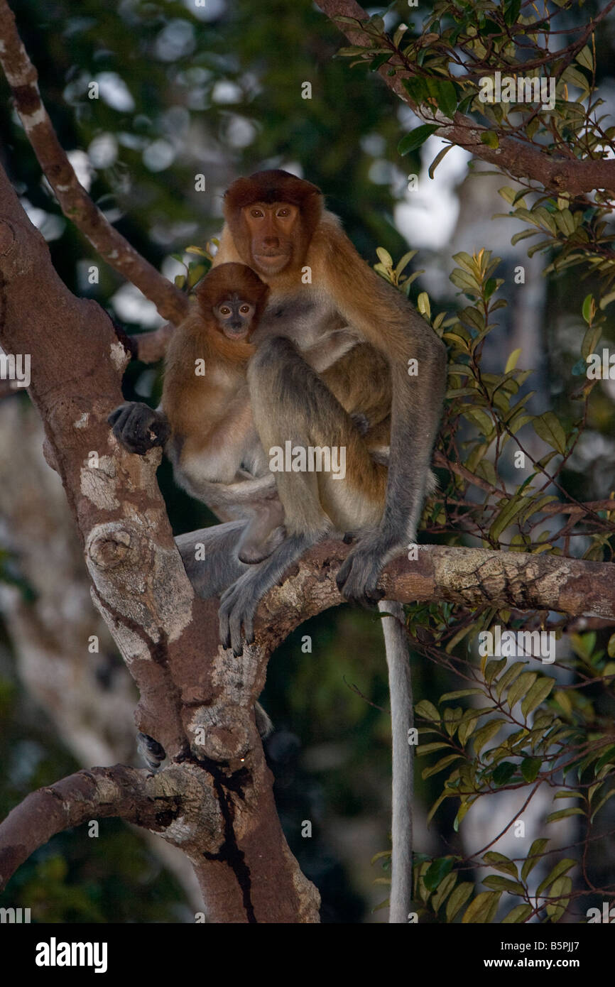 Mother with young proboscis monkey sitting in a tree in Tanjung Puting NP Borneo Stock Photo - Alamy