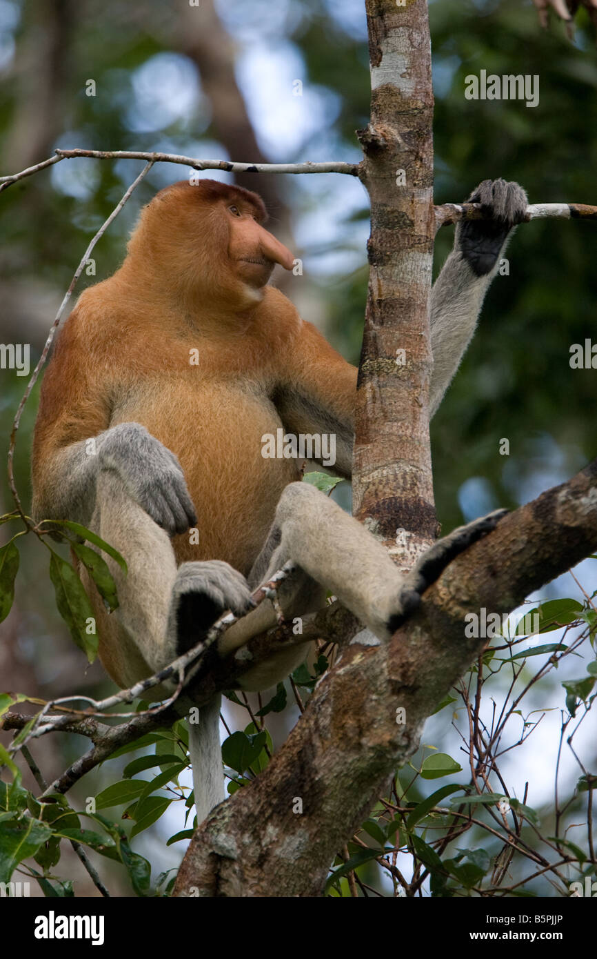 Ugly monkey hi-res stock photography and images - Alamy