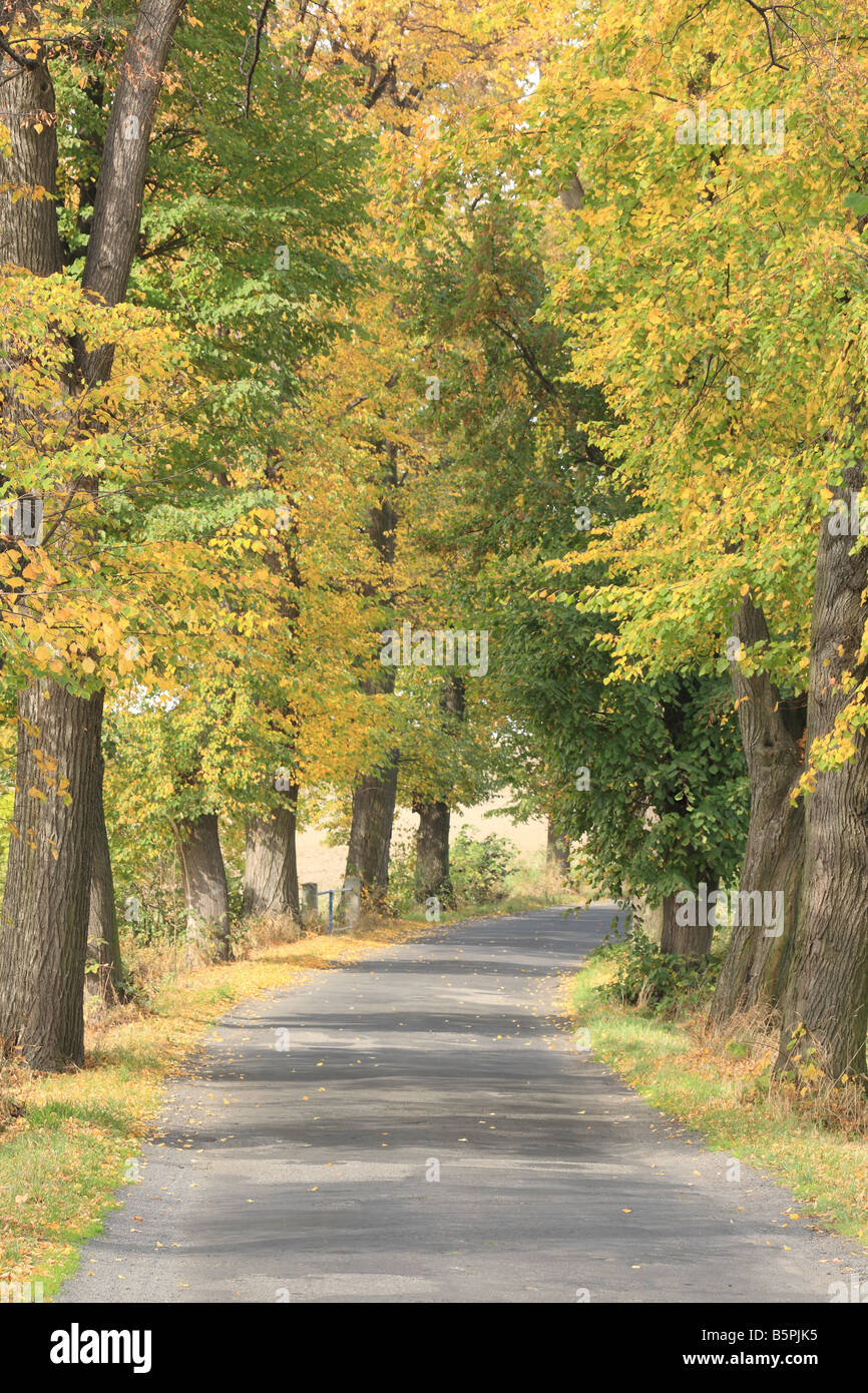 Old lime trees lane in autumn Tilia cordata Stock Photo - Alamy