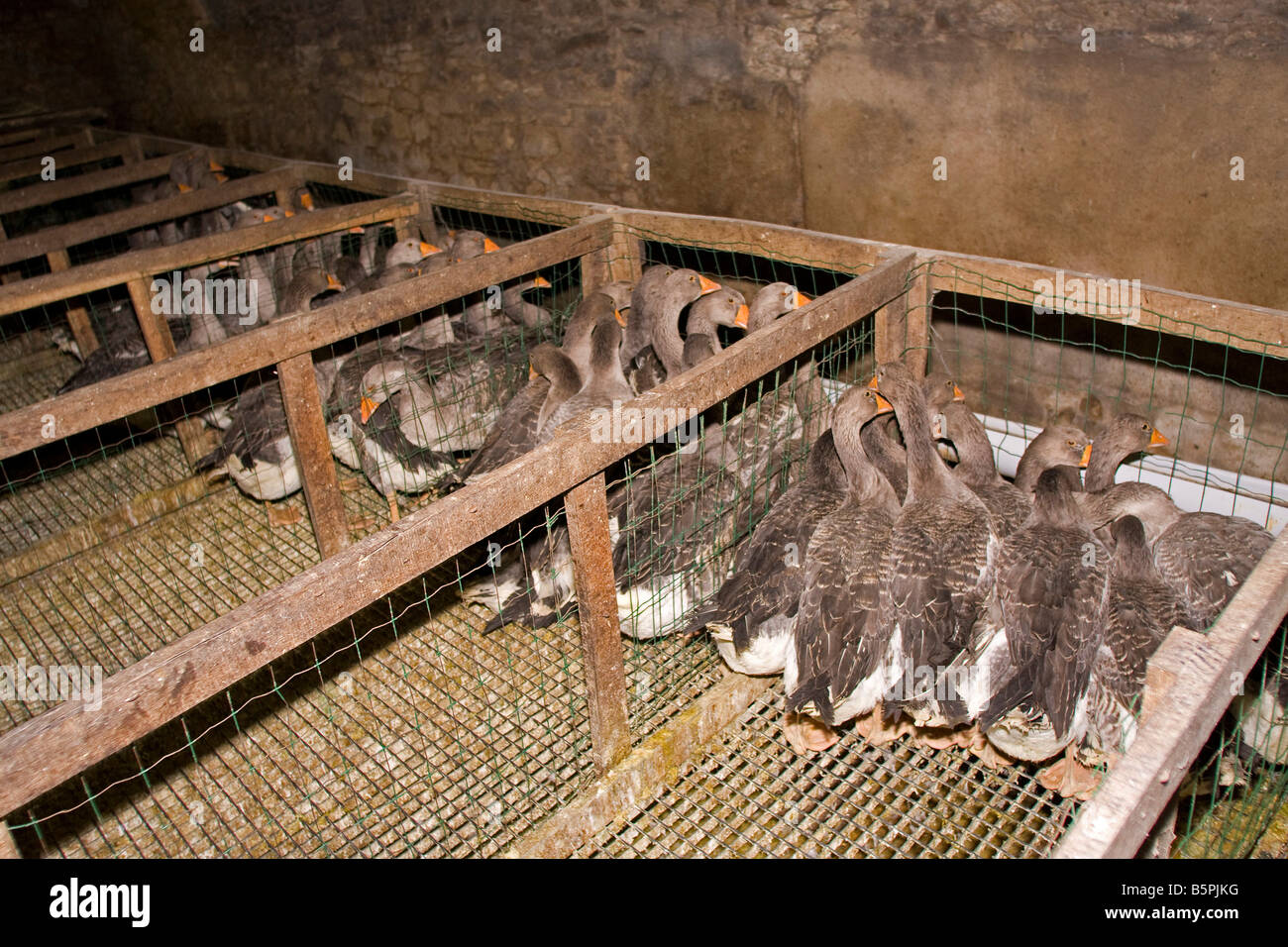 Force Feeding Geese High Resolution Stock Photography and Images - Alamy