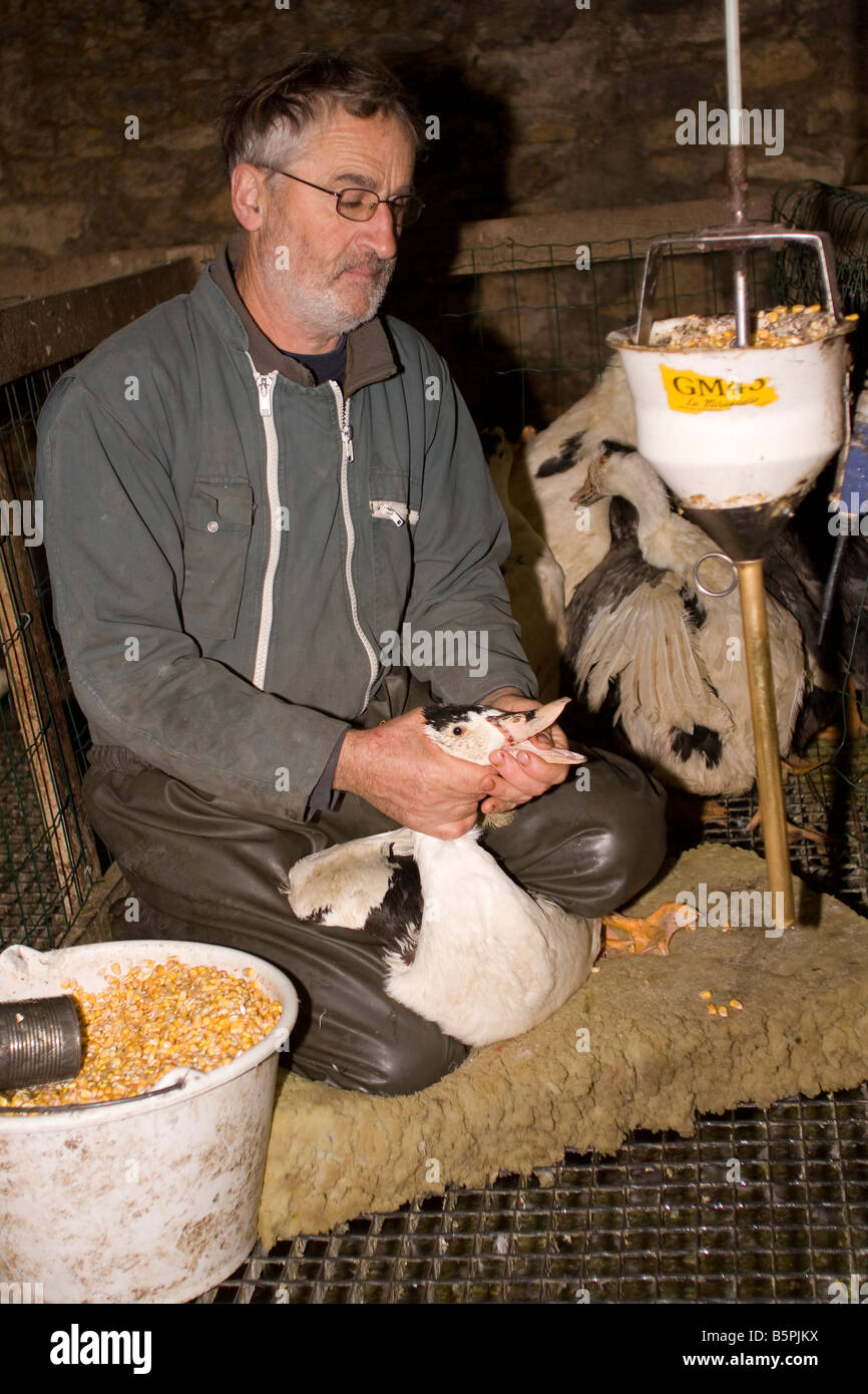 Goose being force fed. Gavage des oies, Perigord France. vertical.87437 ...