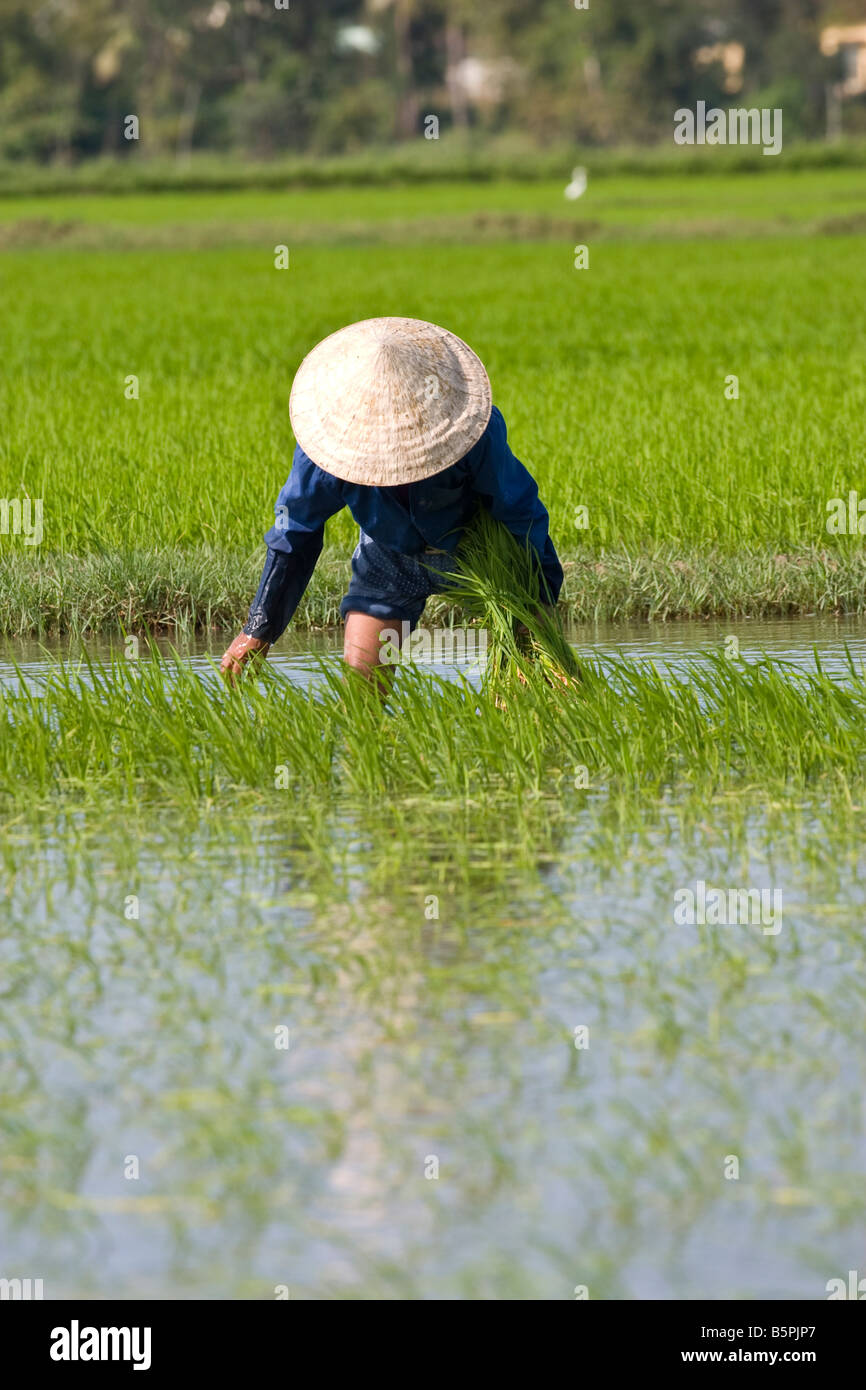 Woman working in a rice field near Hoi An Vietnam Stock Photo - Alamy