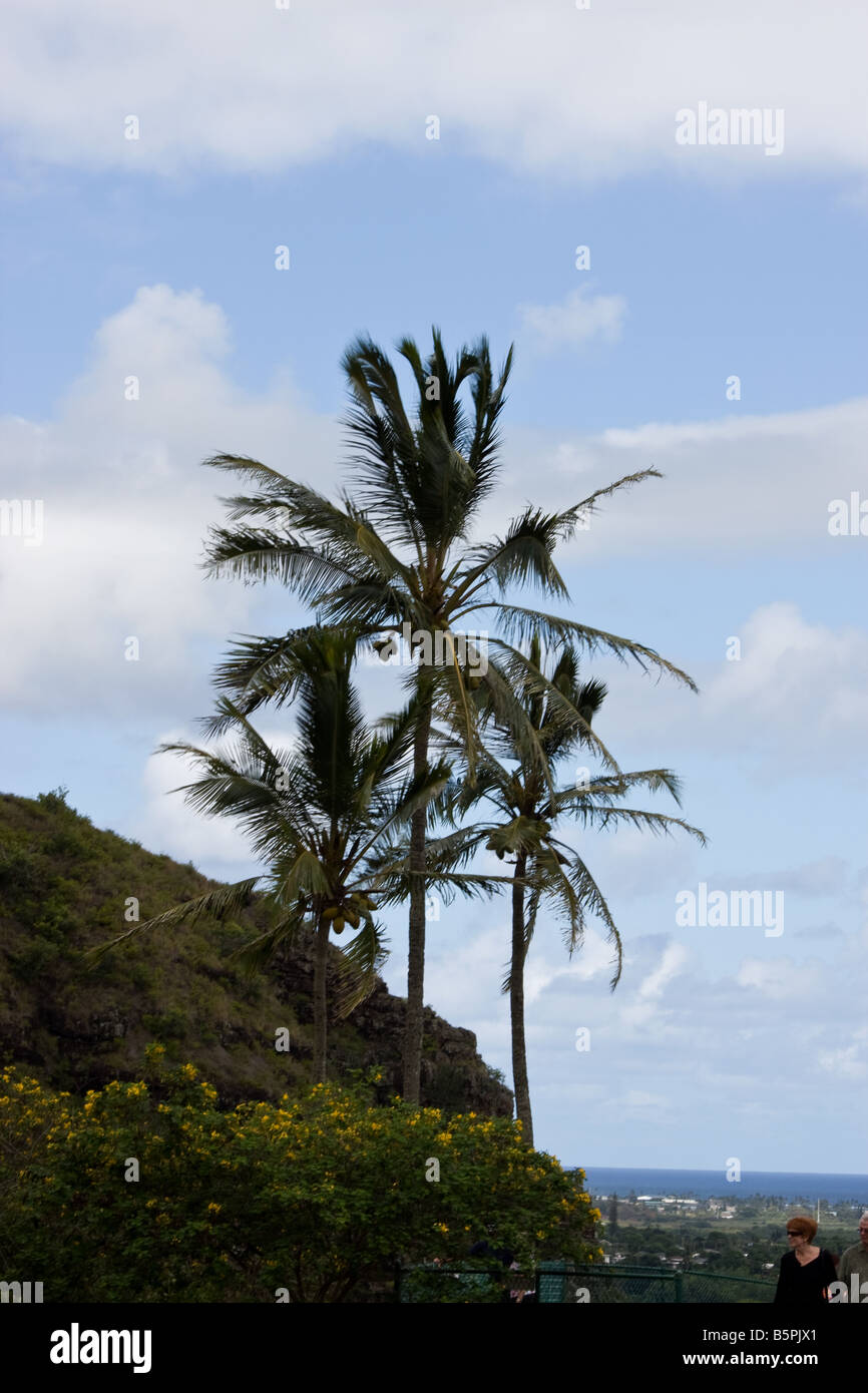 Coconut tree and rocks hi-res stock photography and images - Alamy
