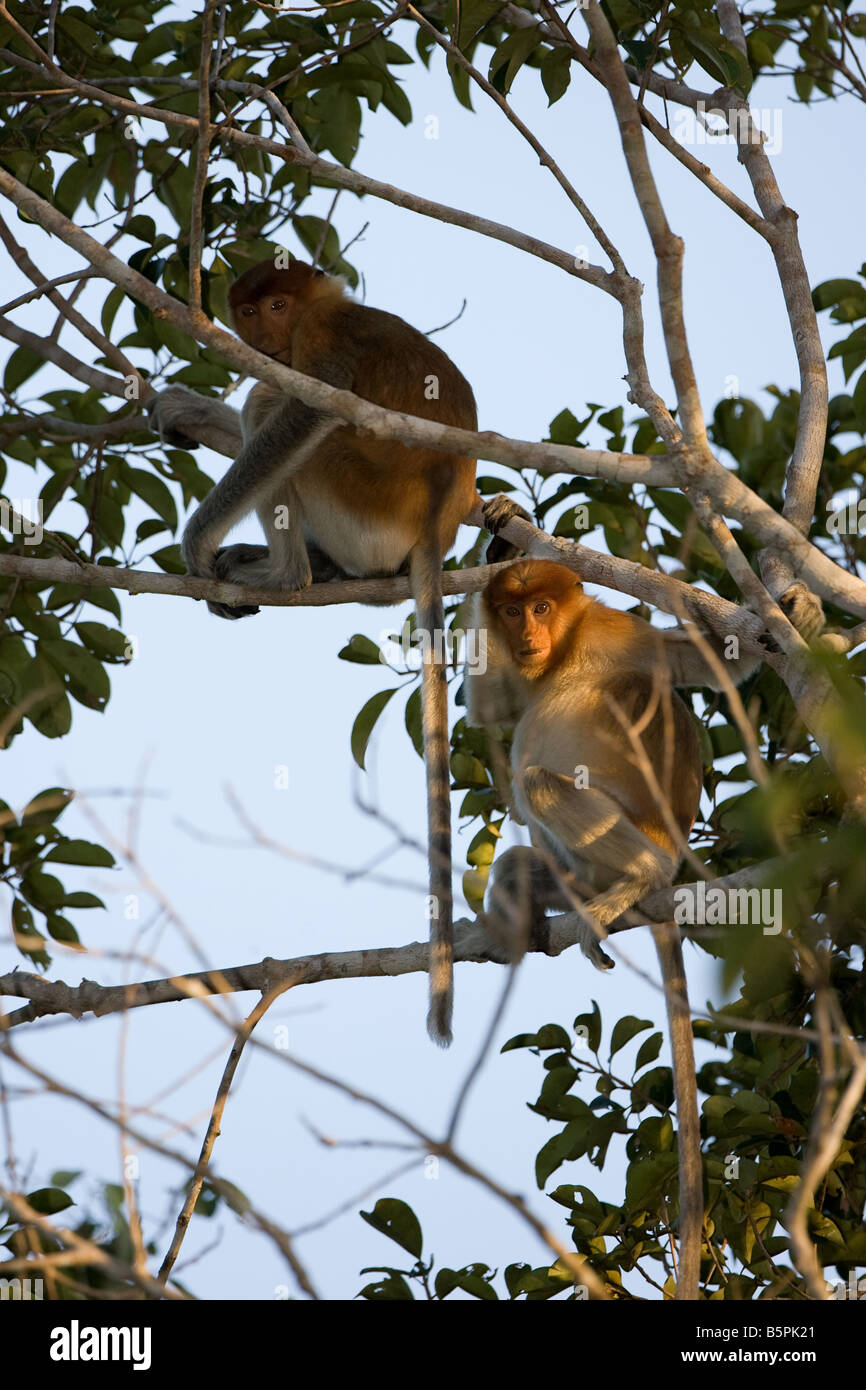 Monkeys in the tree hi-res stock photography and images - Alamy