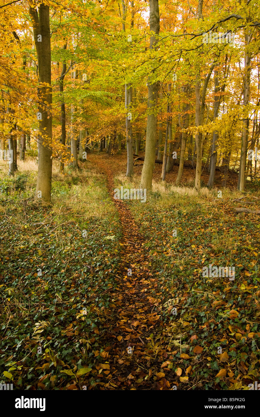 Path Through woods in Autumn Stock Photo - Alamy