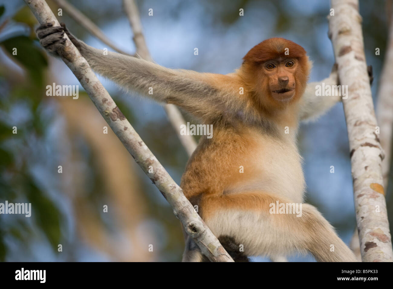 Proboscis monkey hanging in tree looking at the photographer in Tanjung ...