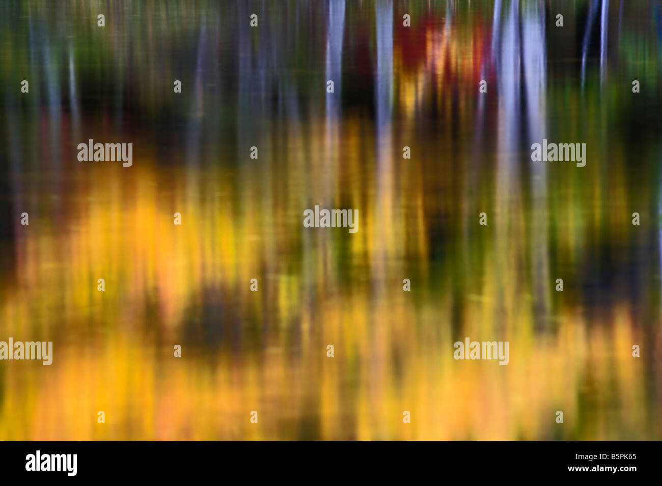 Abstract view of tree trunks reflecting on pond Mount Desert Island ...