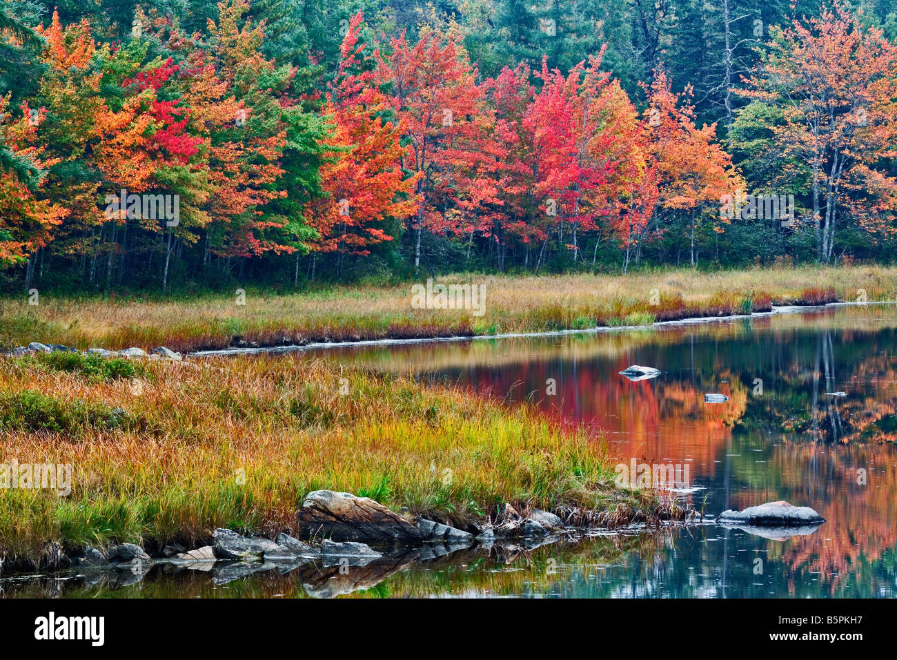Fall colors along pond Mount Desert Island Maine Stock Photo - Alamy