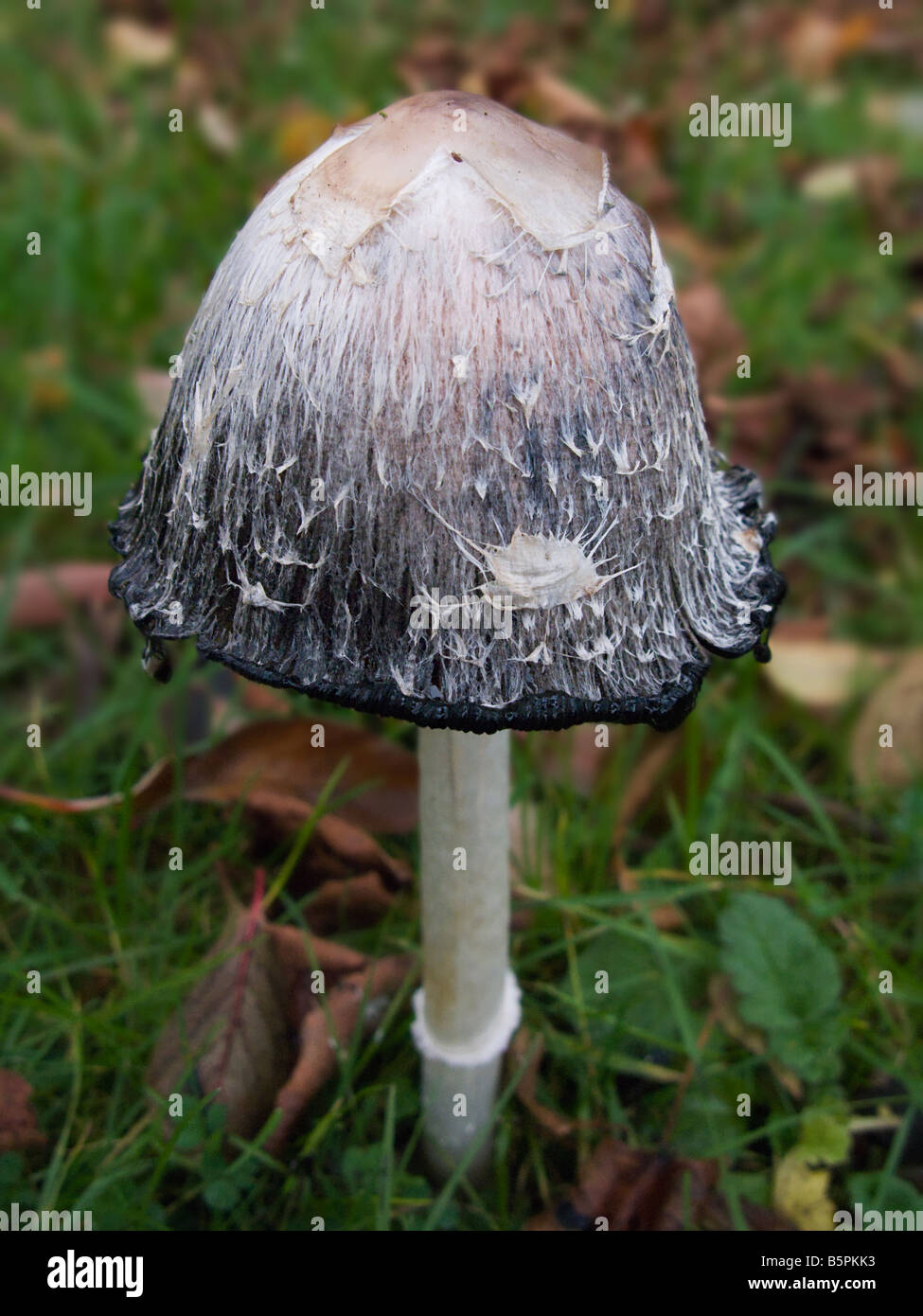 Full portrait close-up of the Shaggy Ink Cap showing the black drips at ...