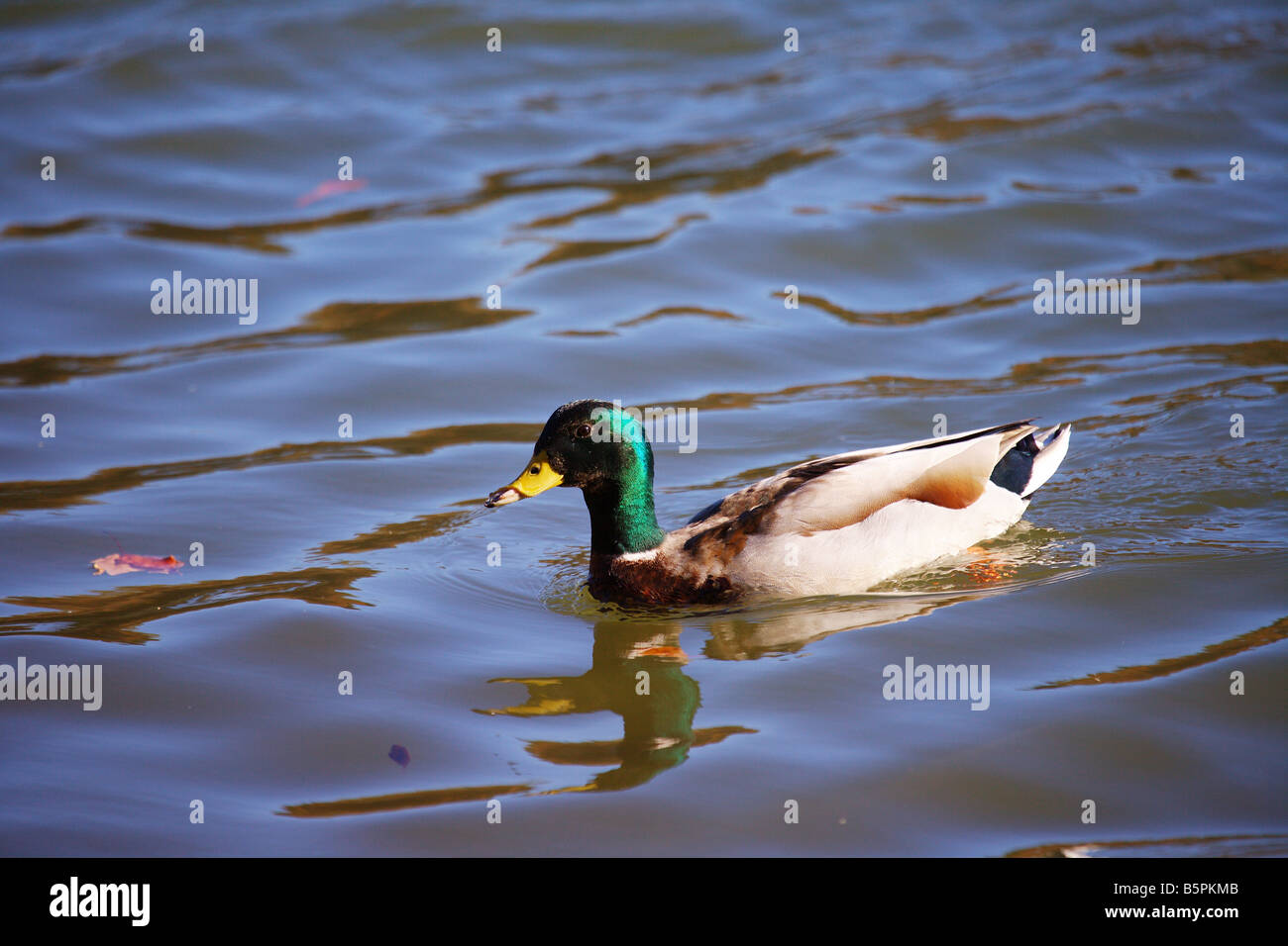 Male mallard duck deformed or injured beak swimming on the water Stock ...