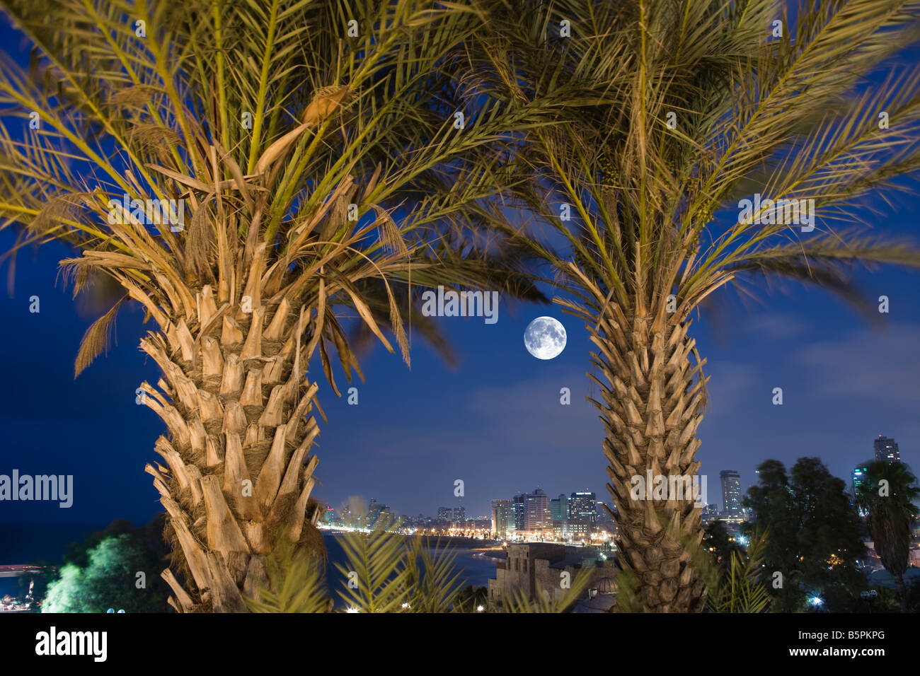 Israel palm trees hi-res stock photography and images - Alamy