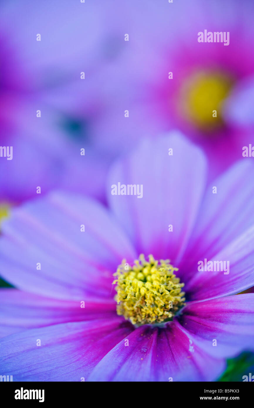 Soft focus cosmos bipinnatus hi-res stock photography and images - Alamy