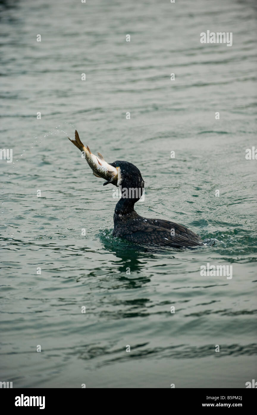 Cormoran hi-res stock photography and images - Alamy