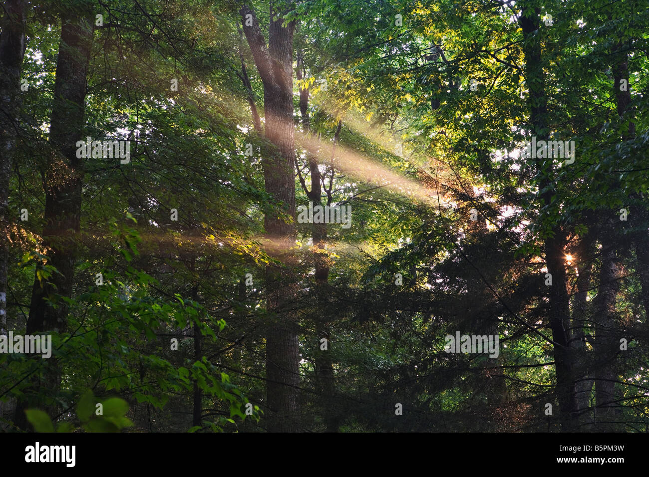 Sunlight filterning throuh forest canopy Great Smoky Mountains National ...