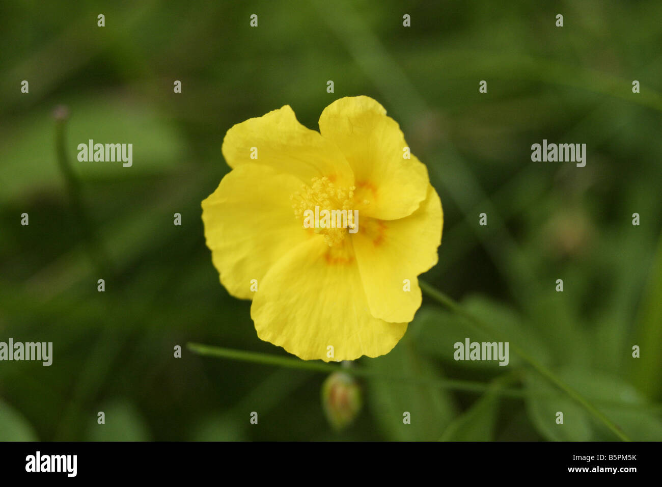 Helianthemum nummularium Rock Rose Stock Photo - Alamy