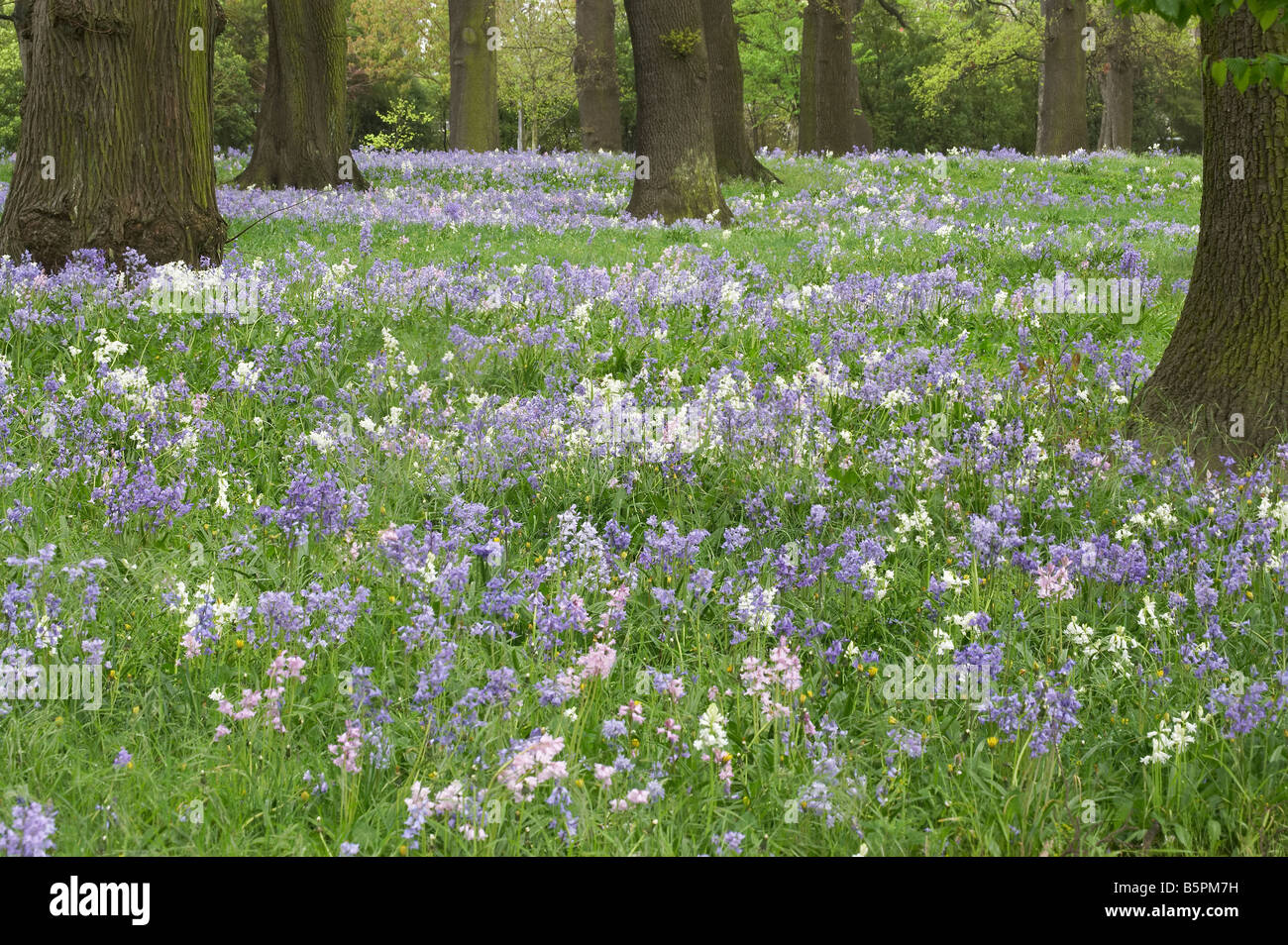 Christchurch hagley park spring hi-res stock photography and images - Alamy