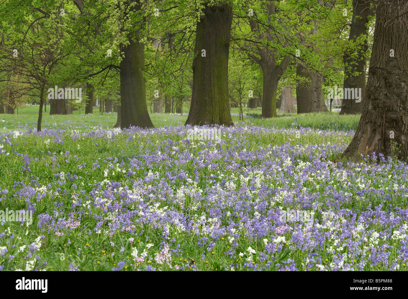 Bluebells and Oak Trees in Spring Little Hagley Park Christchurch ...