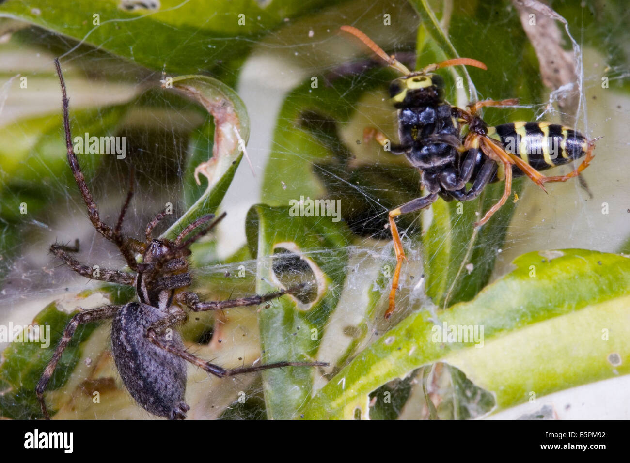 Spider and wasp insect battle in a spider web, predator and prey fight ...