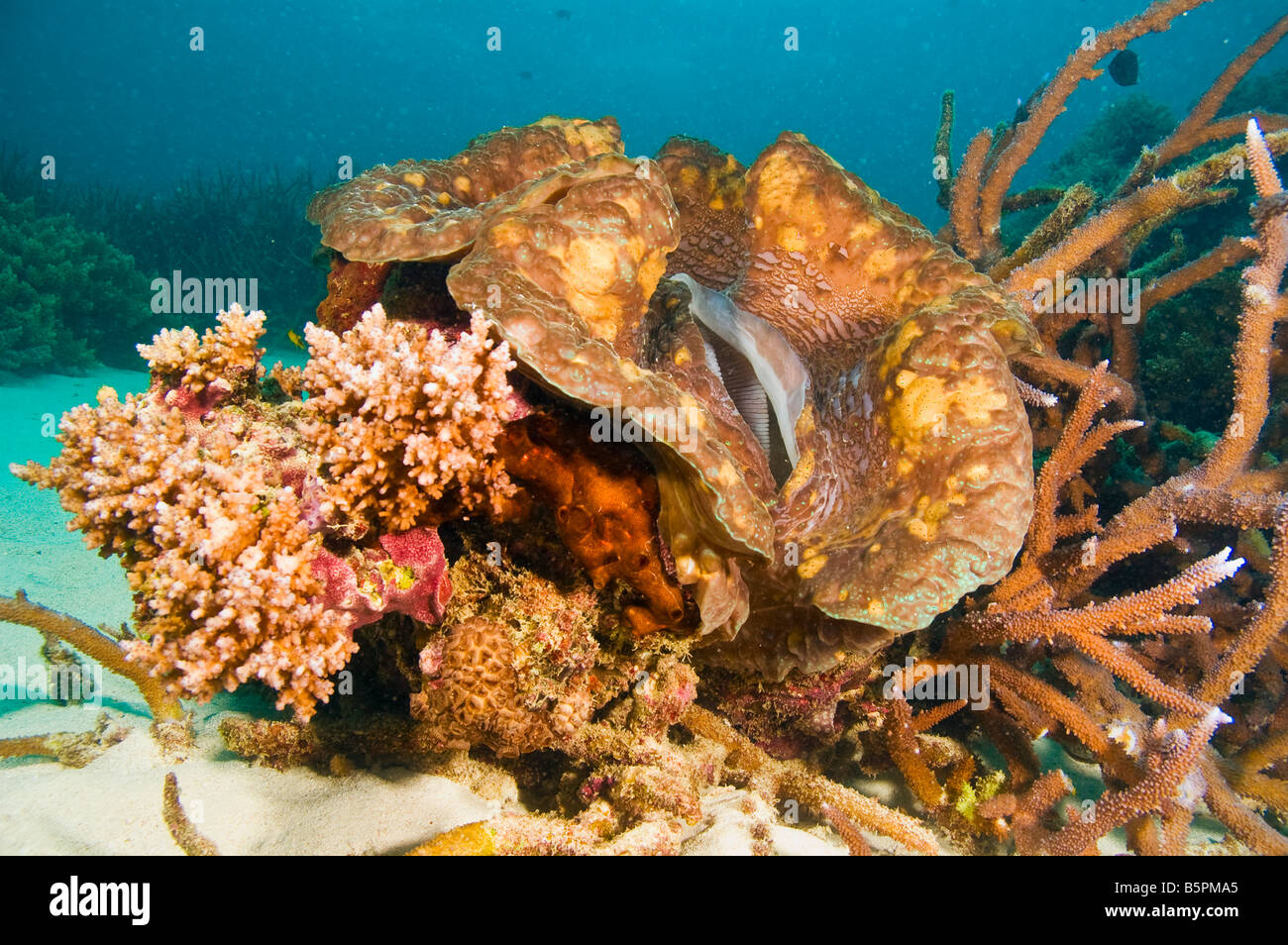 giant clam and variety of coral of great barrier reef australia Stock ...
