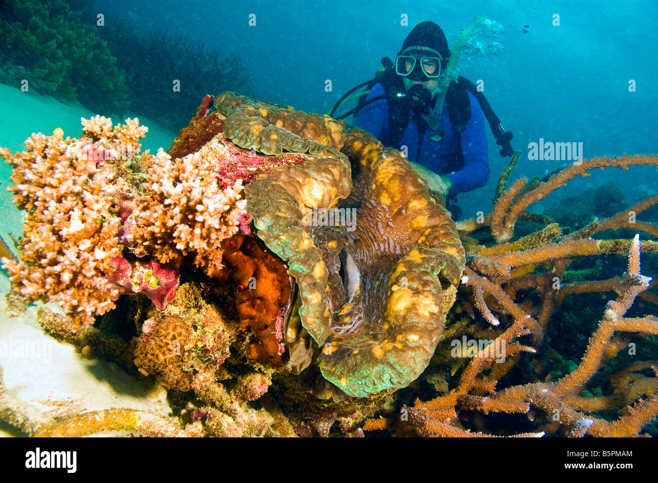 male diver looking at giant clam surrounded by variety of coral of ...