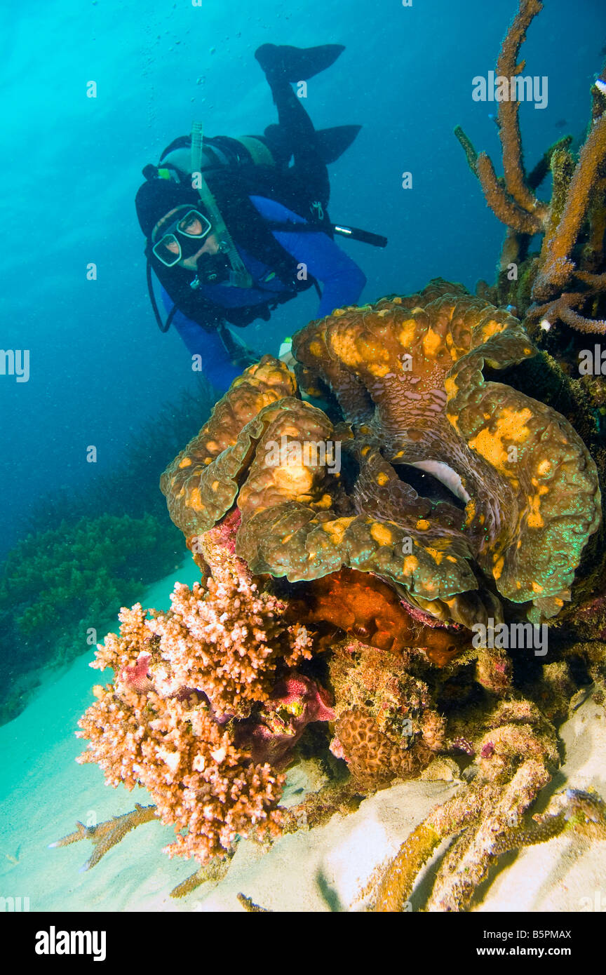 Giant clam scuba diving diver hi-res stock photography and images - Alamy