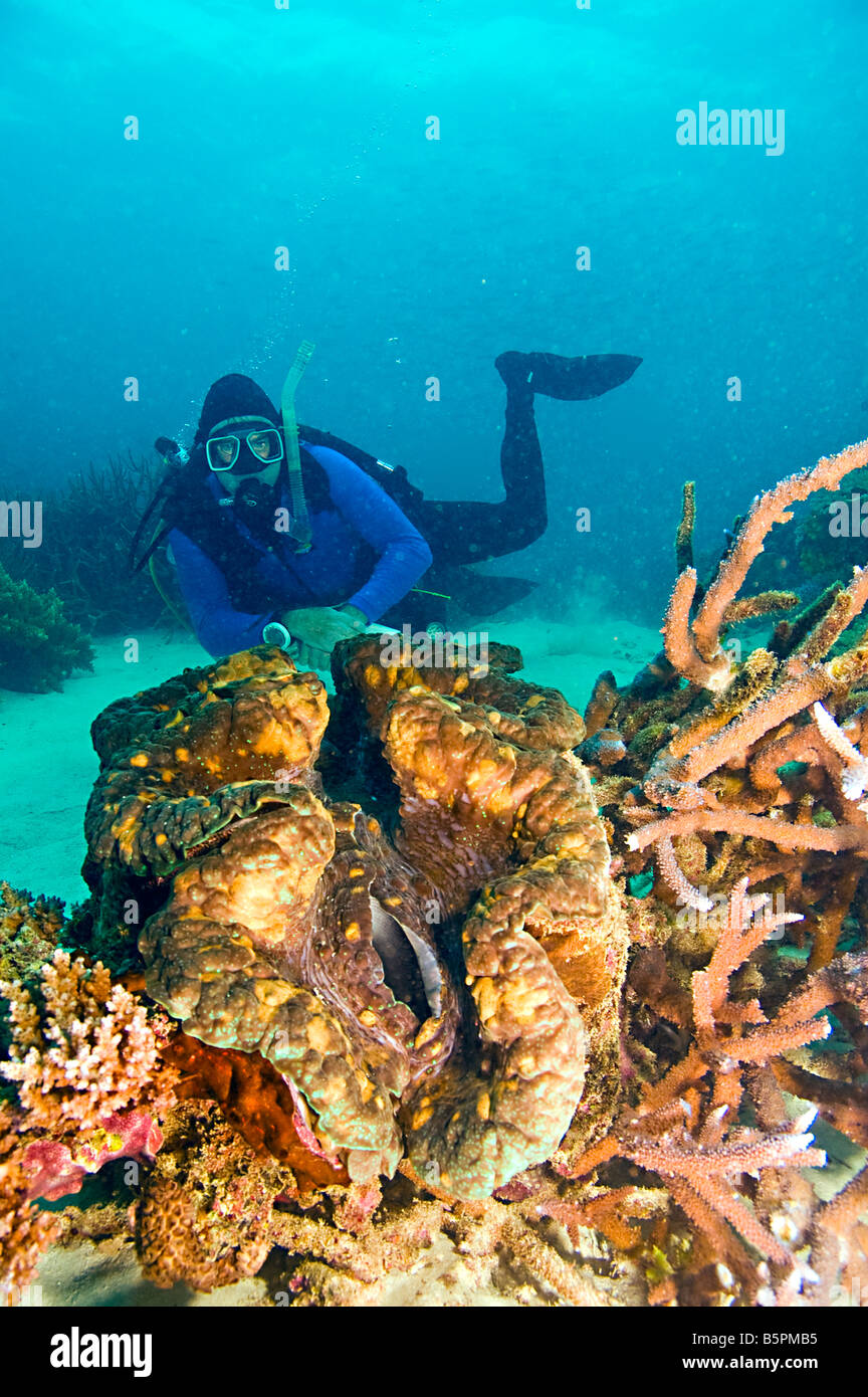 male diver looking at giant clam surrounded by variety of coral of ...