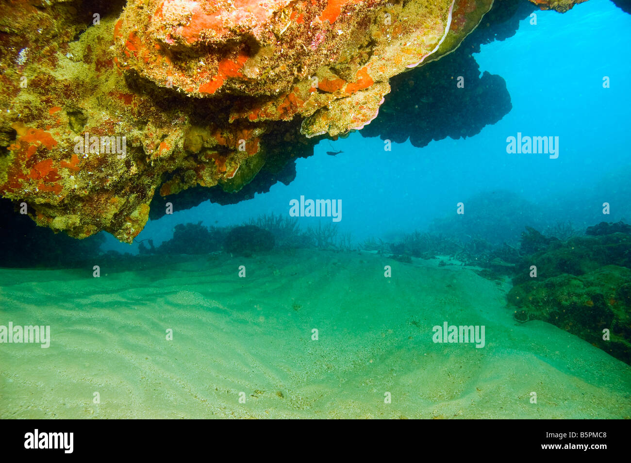 underside of coral above sand with blue water background Stock Photo ...