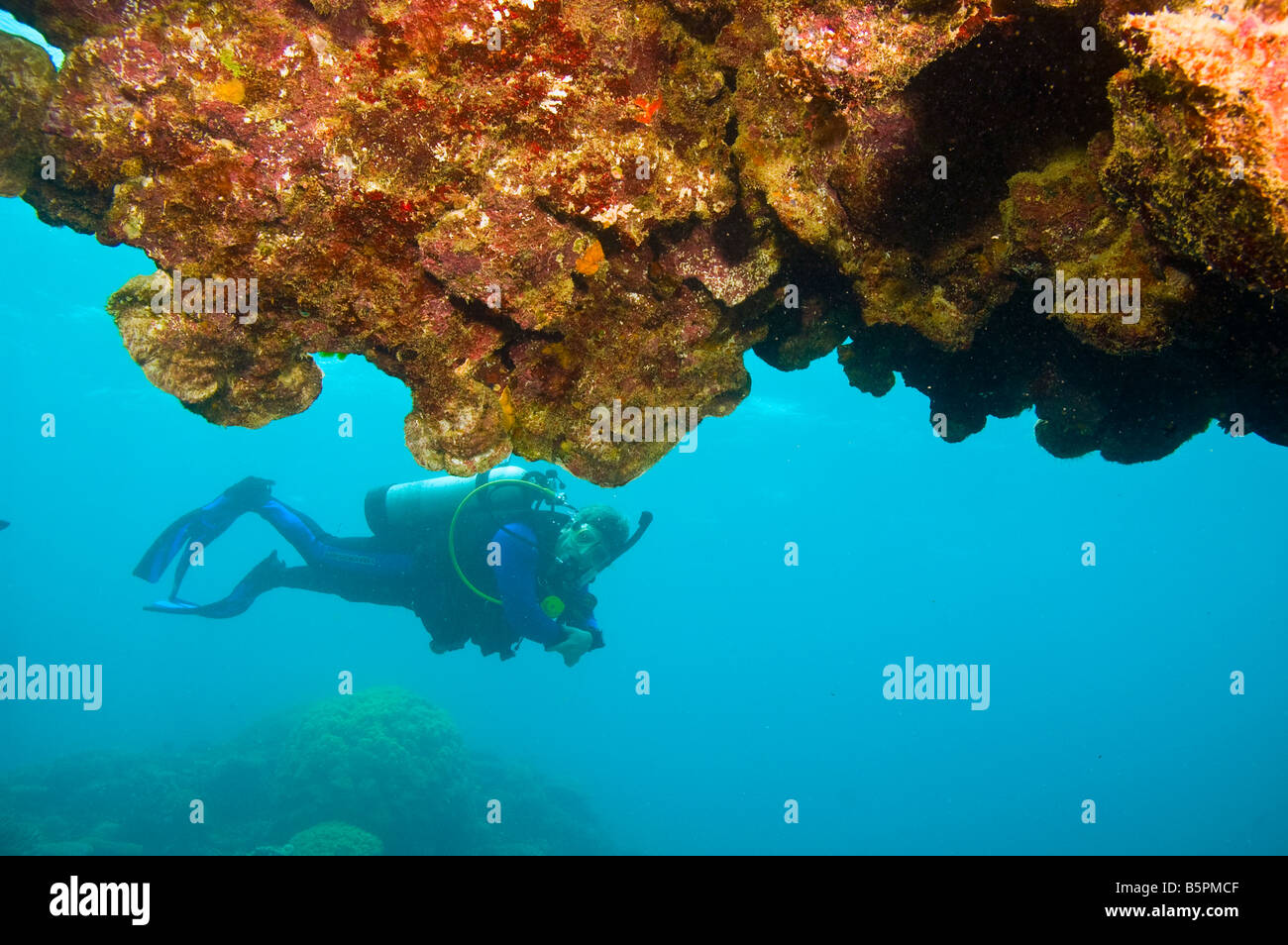 single scuba diver and coral of great barrier reef australia Stock ...