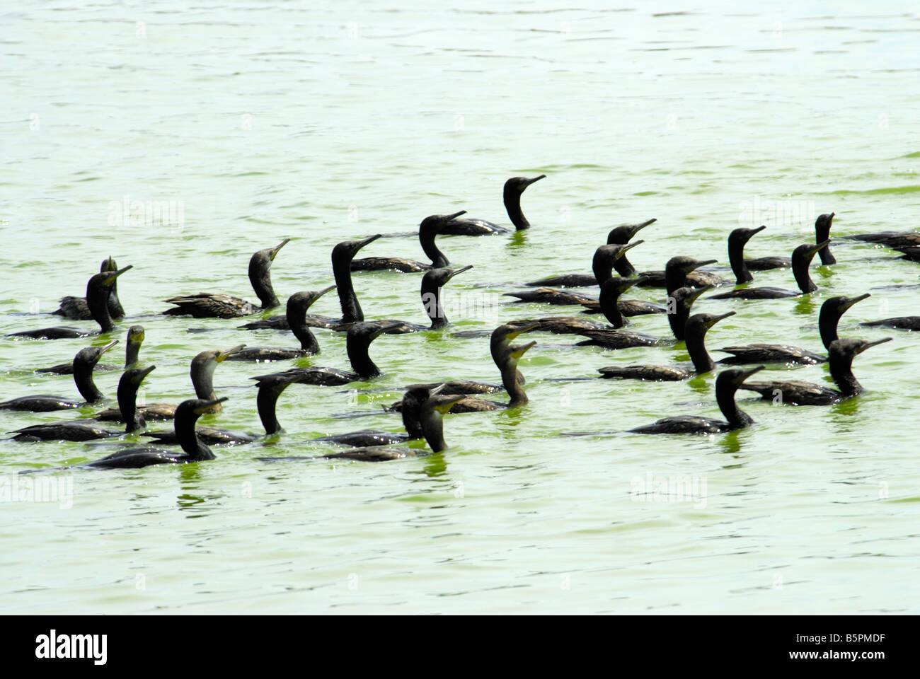 LESSER CORMORANTS IN KUNDAKULAM BIRD SANCTUARY TAMILNADU Stock Photo ...